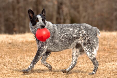 Australian Shepherd Blue Heeler Mix: Info, Pictures, Facts, FAQs & More