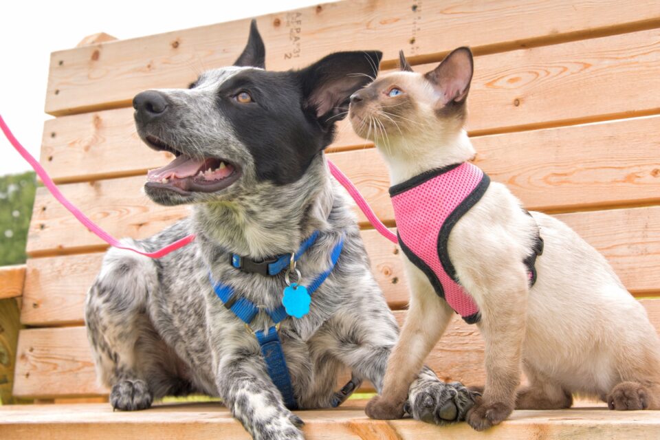 Australian Shepherd Blue Heeler Mix: Info, Pictures, Facts, FAQs & More