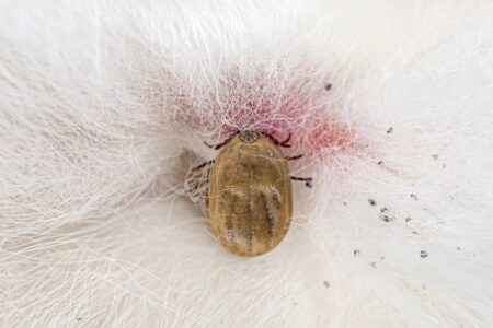 Dried Dead Tick on Dog: How to Remove It & What to Do (With FAQs)