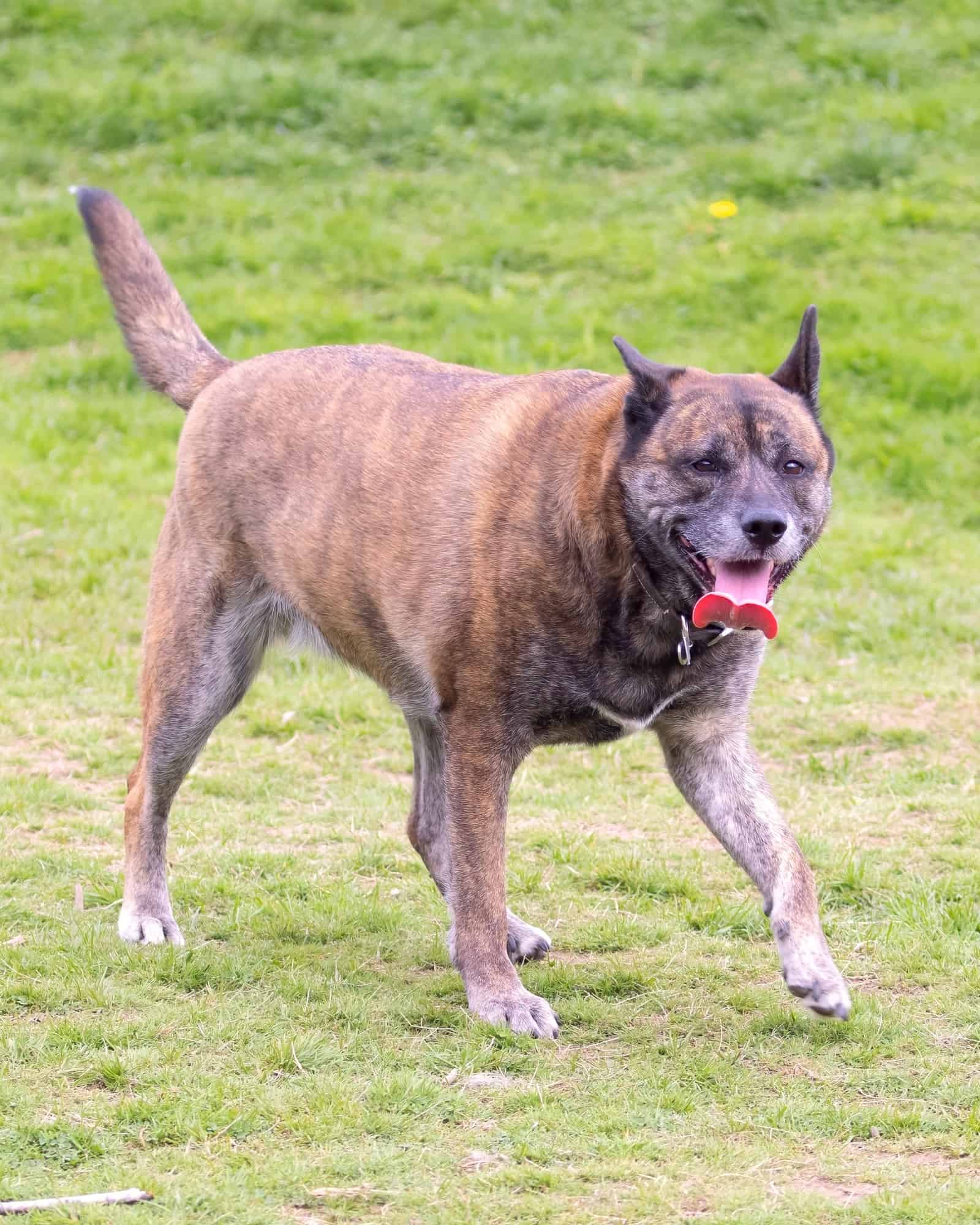 Boxsky (Boxer & Husky Mix) Info, Pictures, Facts, FAQs & More