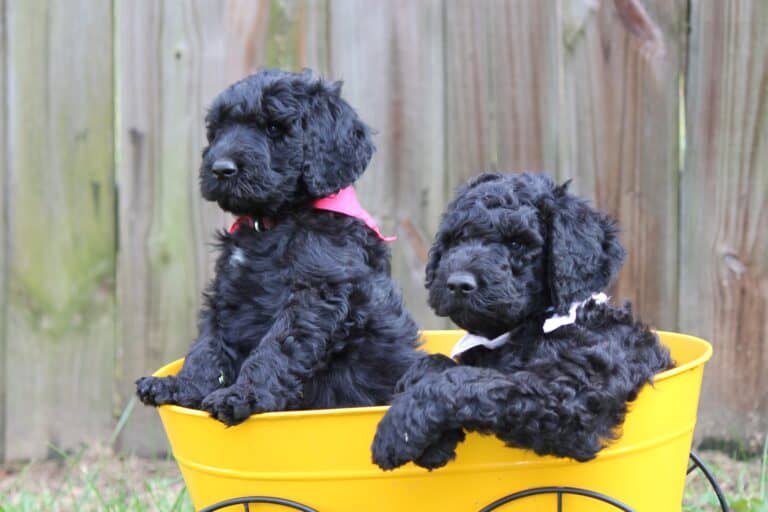 How Much Does a Labradoodle Cost? (2025 Price Guide)