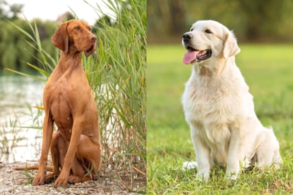 Vizslador (Vizsla Lab Mix) Info, Pictures, Facts, FAQs & More