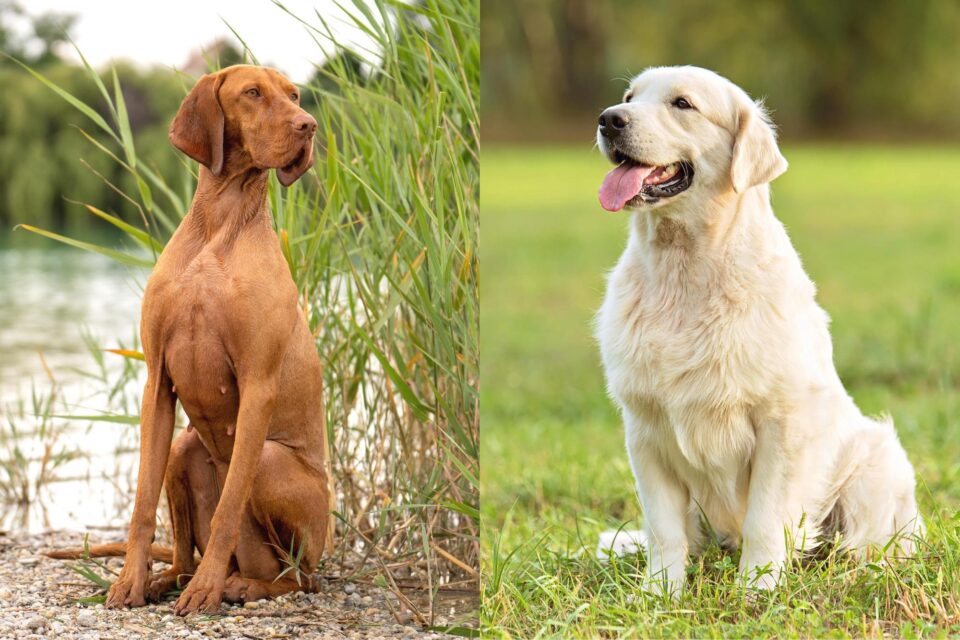 Vizslador (Vizsla Lab Mix) Info, Pictures, Facts, FAQs & More