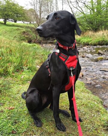 Whipador (Whippet & Labrador Mix) Info, Pictures, Facts, FAQs & More