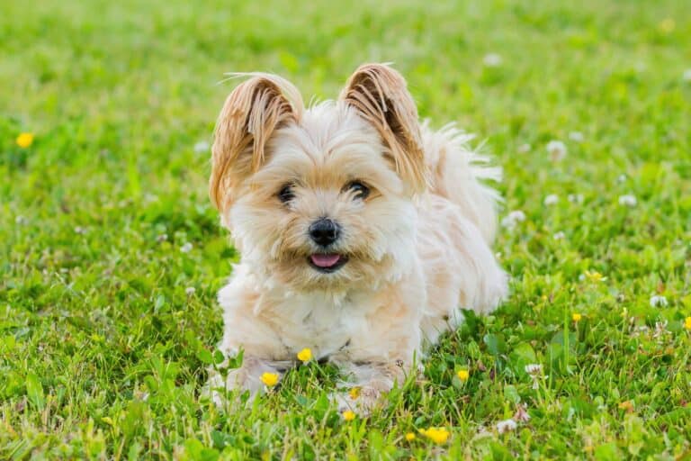 Yorkie Pom or Porkie (Yorkie & Pomeranian Mix) Info, Pictures, Facts ...
