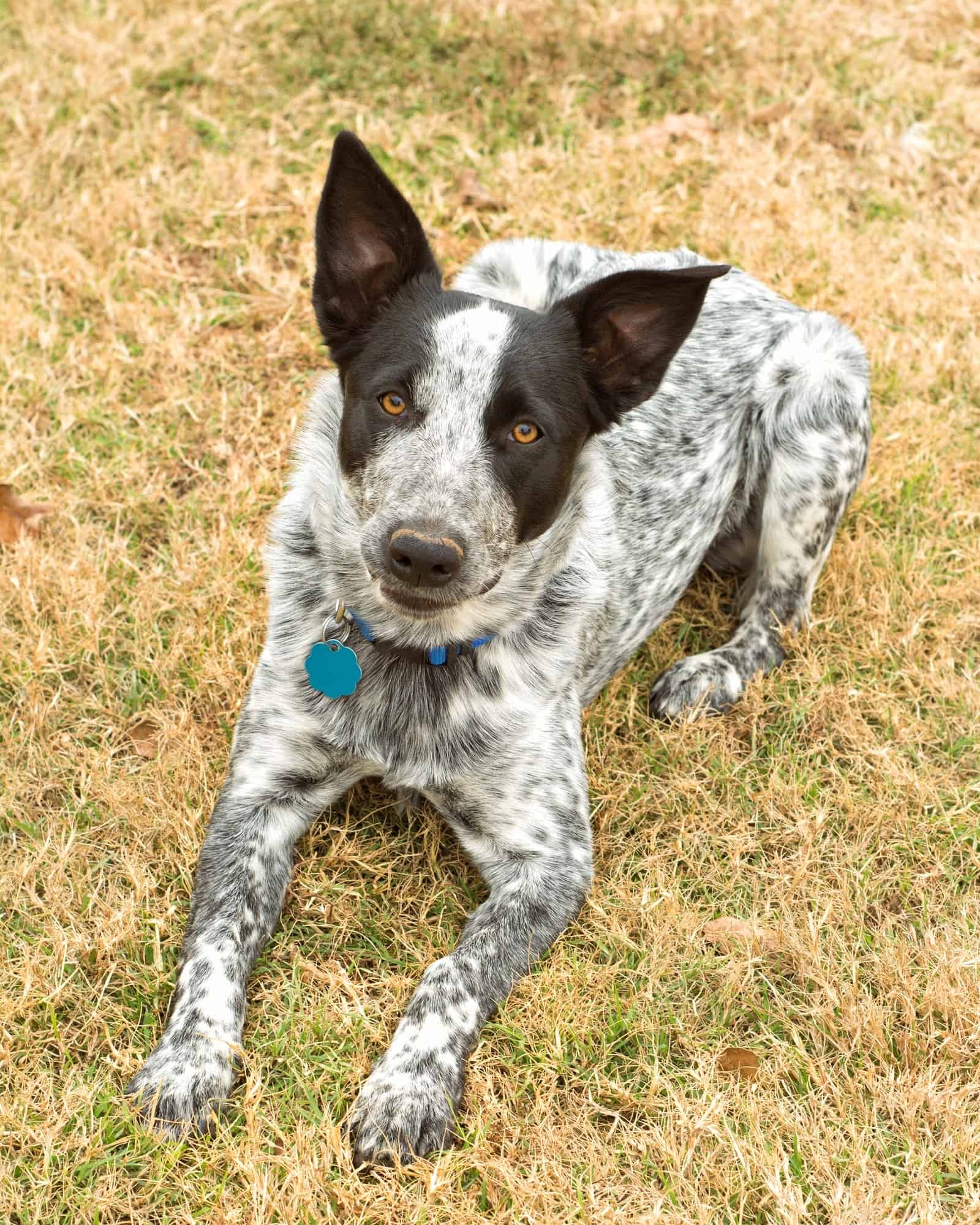 Australian Shepherd Blue Heeler Mix: Info, Pictures, Facts, FAQs & More