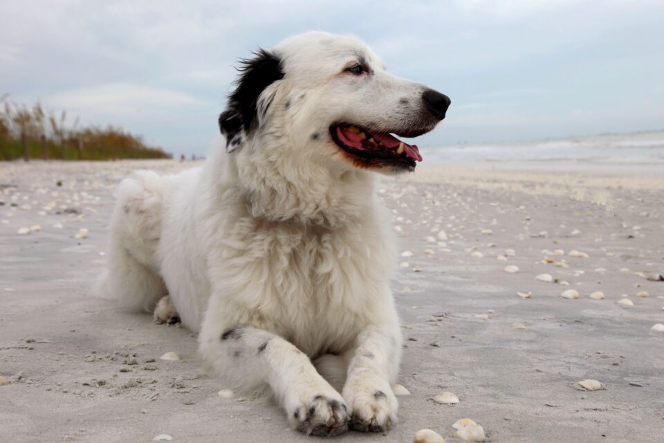 Border Collie Pyrenees Border Collie Great Pyrenees Mix Info