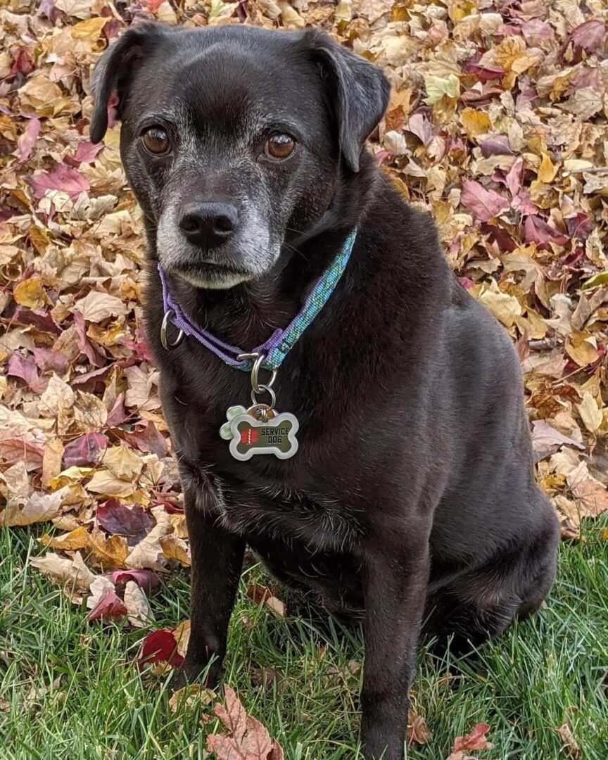 Pugador (Pug Lab Mix) Info, Pictures, Facts, FAQs & More