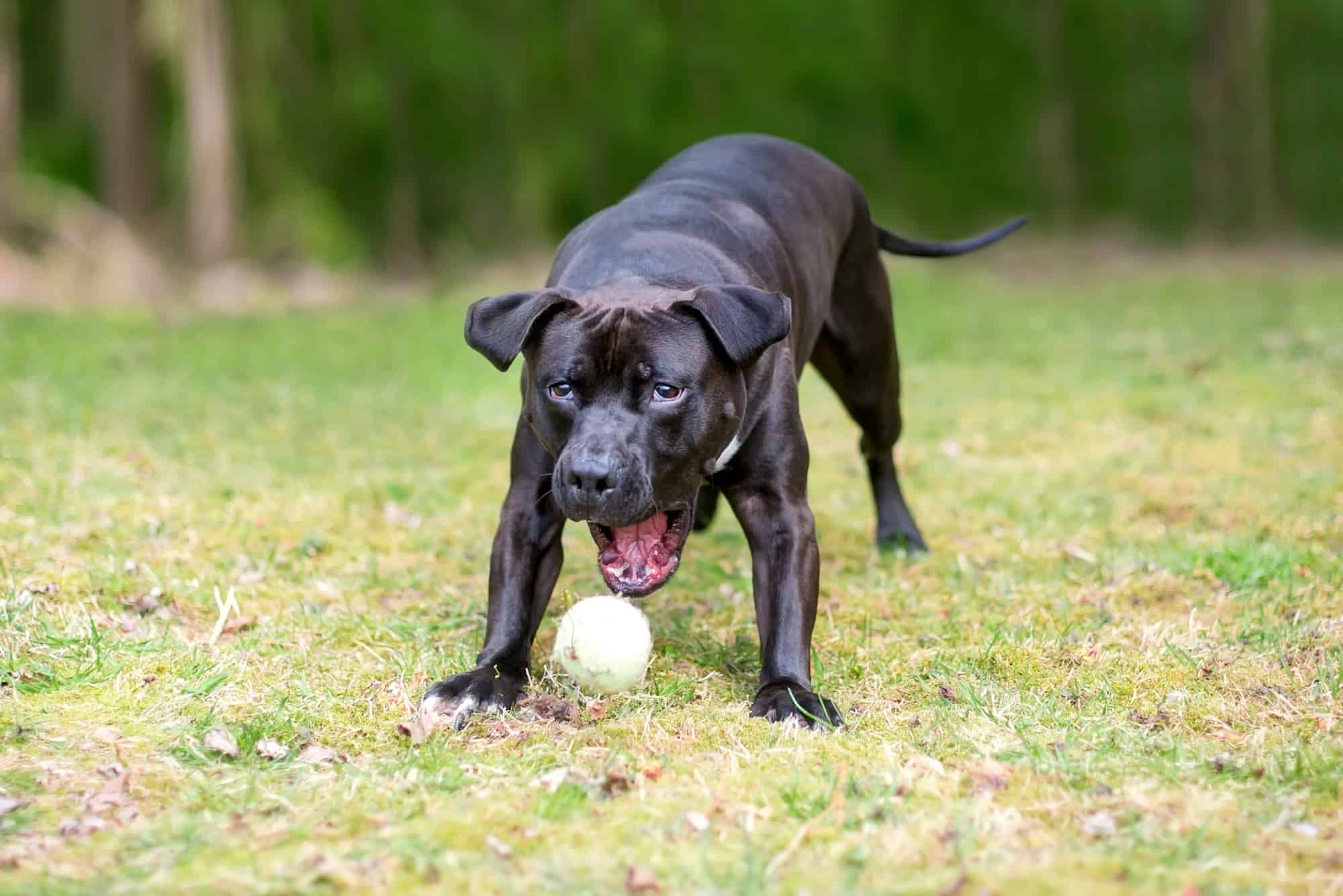 Do Pitbulls Have Lockjaw? Myths and Truth of Lockjaw in Pitbulls