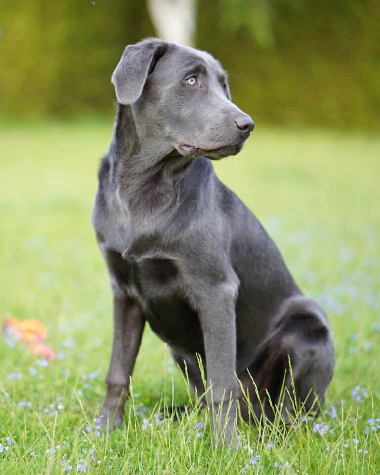 Charcoal Lab: Facts, Genetics, Health & FAQs (With Pictures)