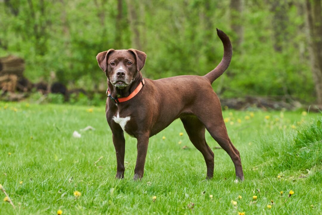 Labrabull or Bullador (Pitbull Lab Mix) Info, Pictures, Facts, FAQs & More