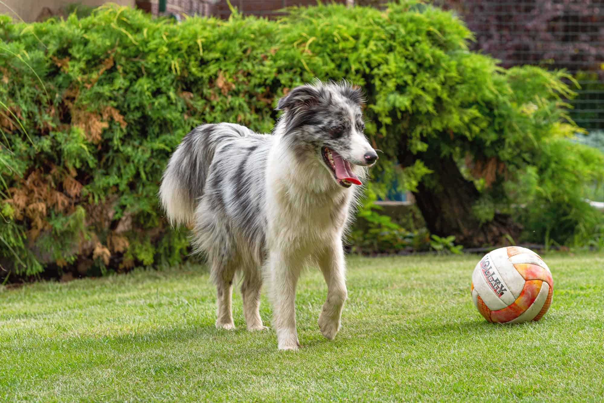 Blue Merle Border Collie: Facts, Genetics & More (With Pictures)
