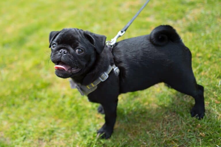 Black Pug: Facts, Genetics, Puppy Price & FAQs (With Pictures)