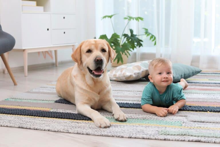 Yellow Lab: Facts, Appearance, History & FAQs (With Pictures)