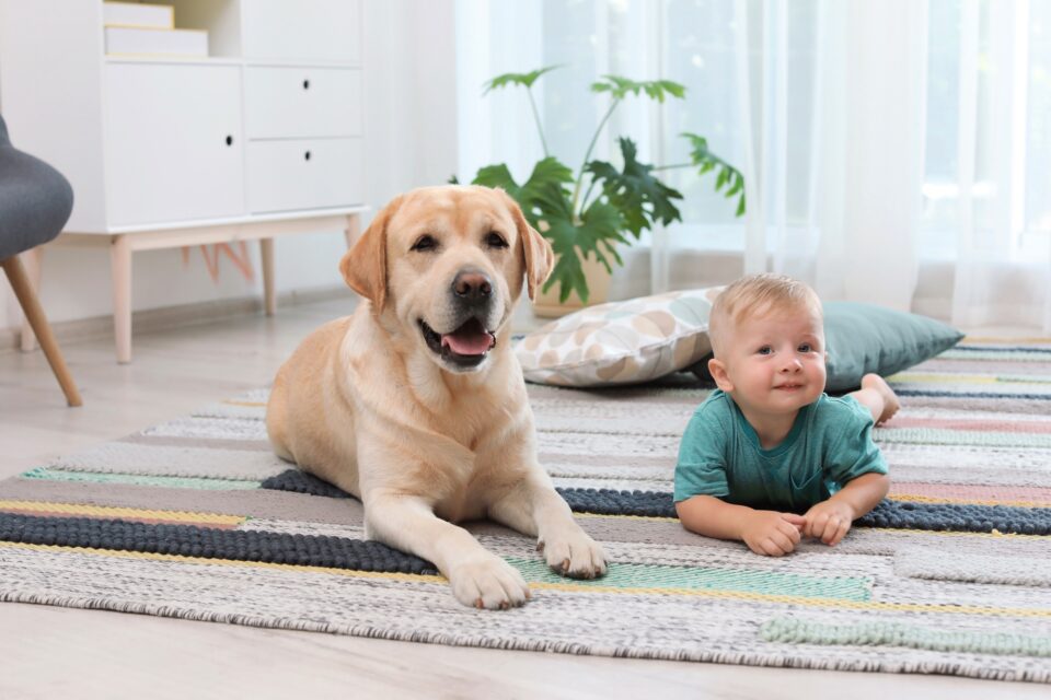 Yellow Lab: Facts, Appearance, History & FAQs (With Pictures)