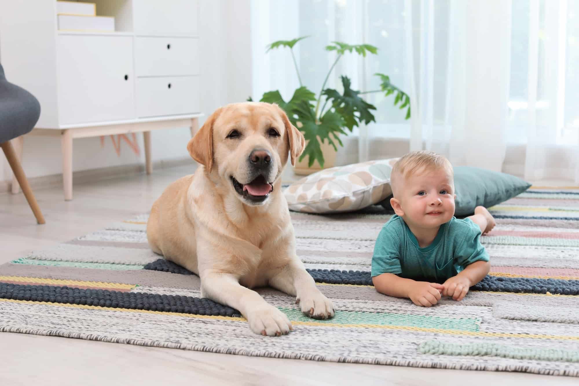 Yellow Lab: Facts, Appearance, History & FAQs (With Pictures)