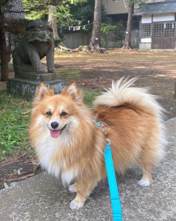 Corgi Pom (Corgi & Pomeranian Mix) Info, Pictures, Facts, FAQs & More