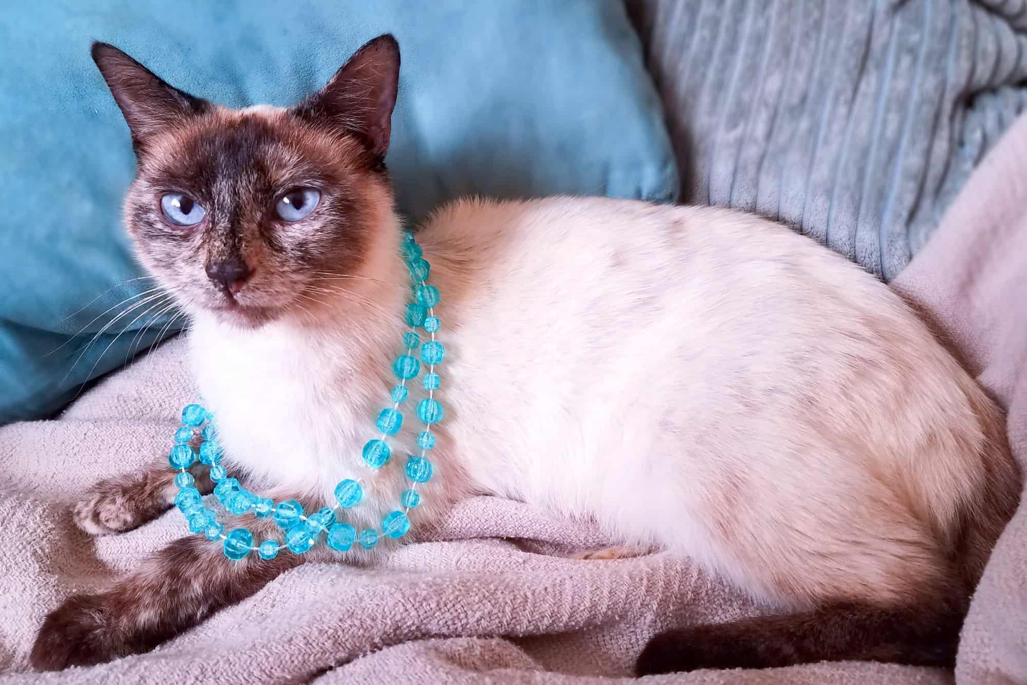 Tortie Point Siamese Cat: Info, Facts, Traits, Pictures & FAQs