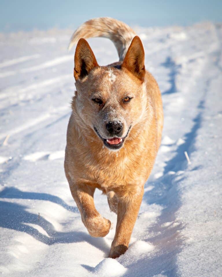 Red Heeler Dog Breed Info, Pictures, Facts, Puppy Price & FAQs