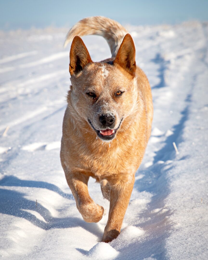 Red Heeler Dog Breed Info, Pictures, Facts, Puppy Price & FAQs