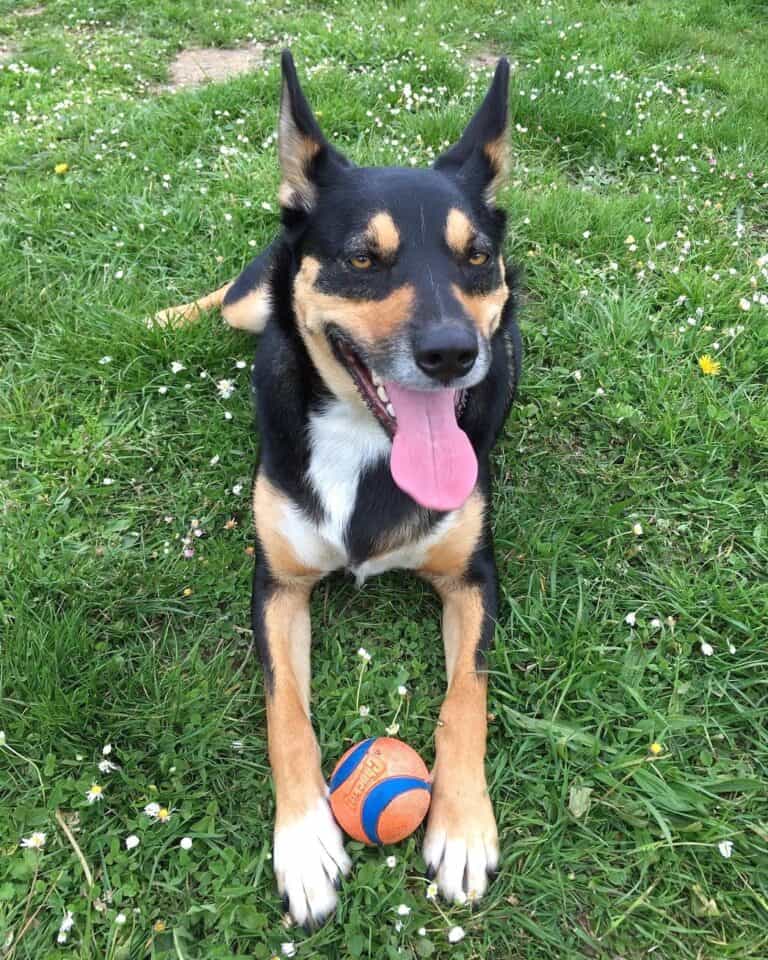 Australian Kelpie Border Collie Mix: Info, Pictures, Facts, FAQs & More
