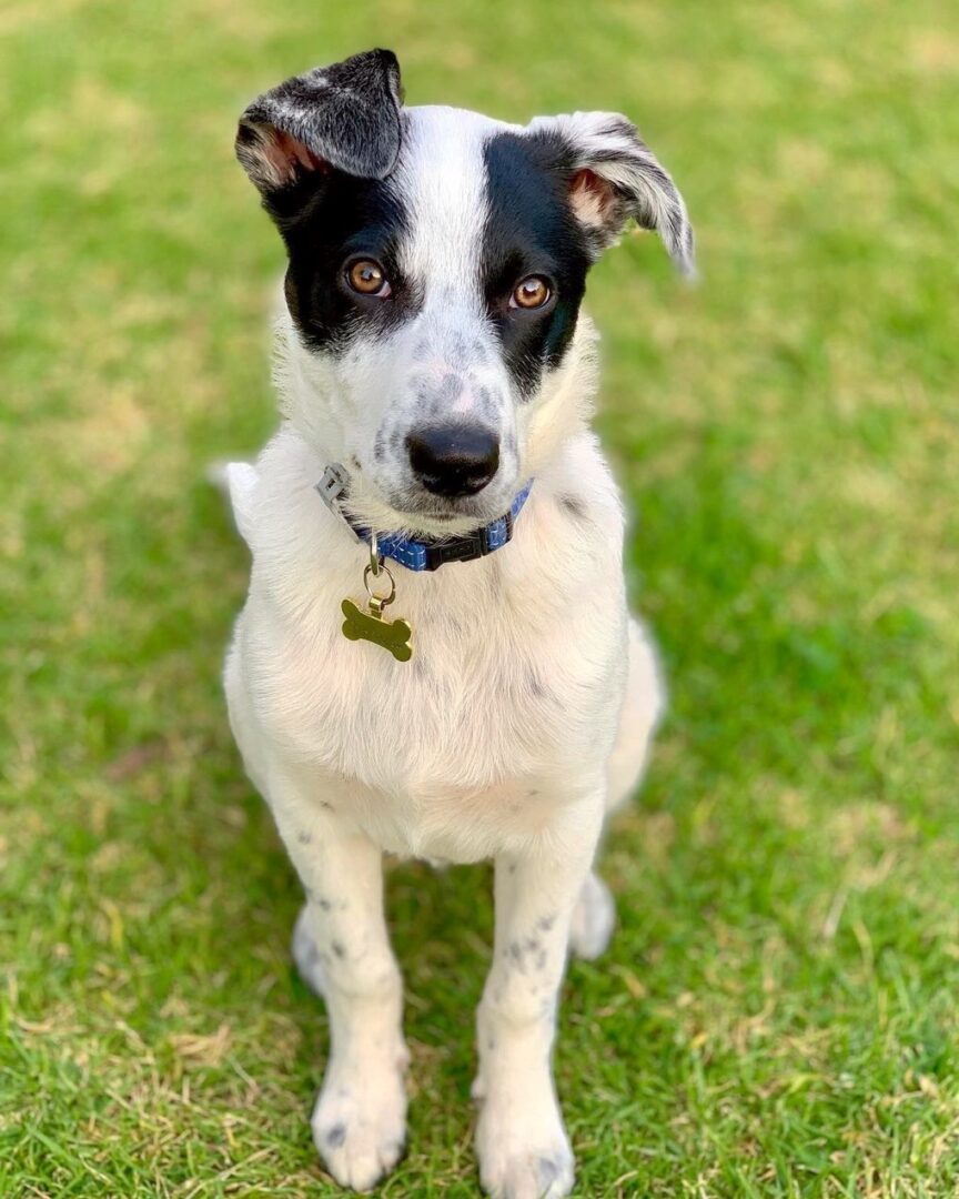 Australian Kelpie Border Collie Mix: Info, Pictures, Facts, FAQs & More