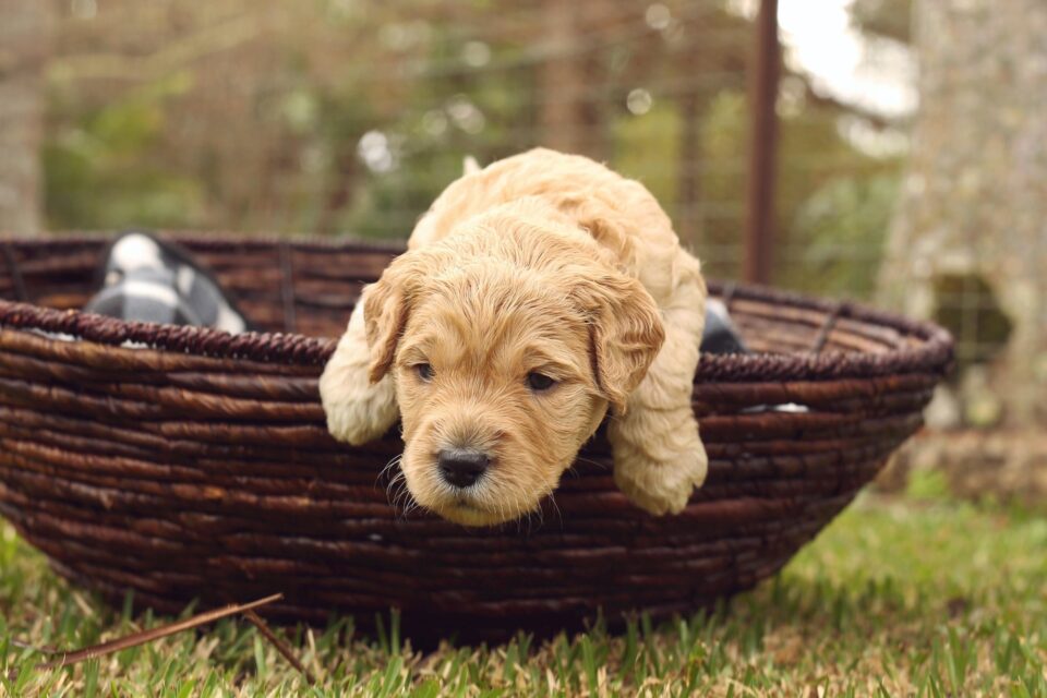 Australian Labradoodle Dog Breed Info, Pictures, Facts & FAQs