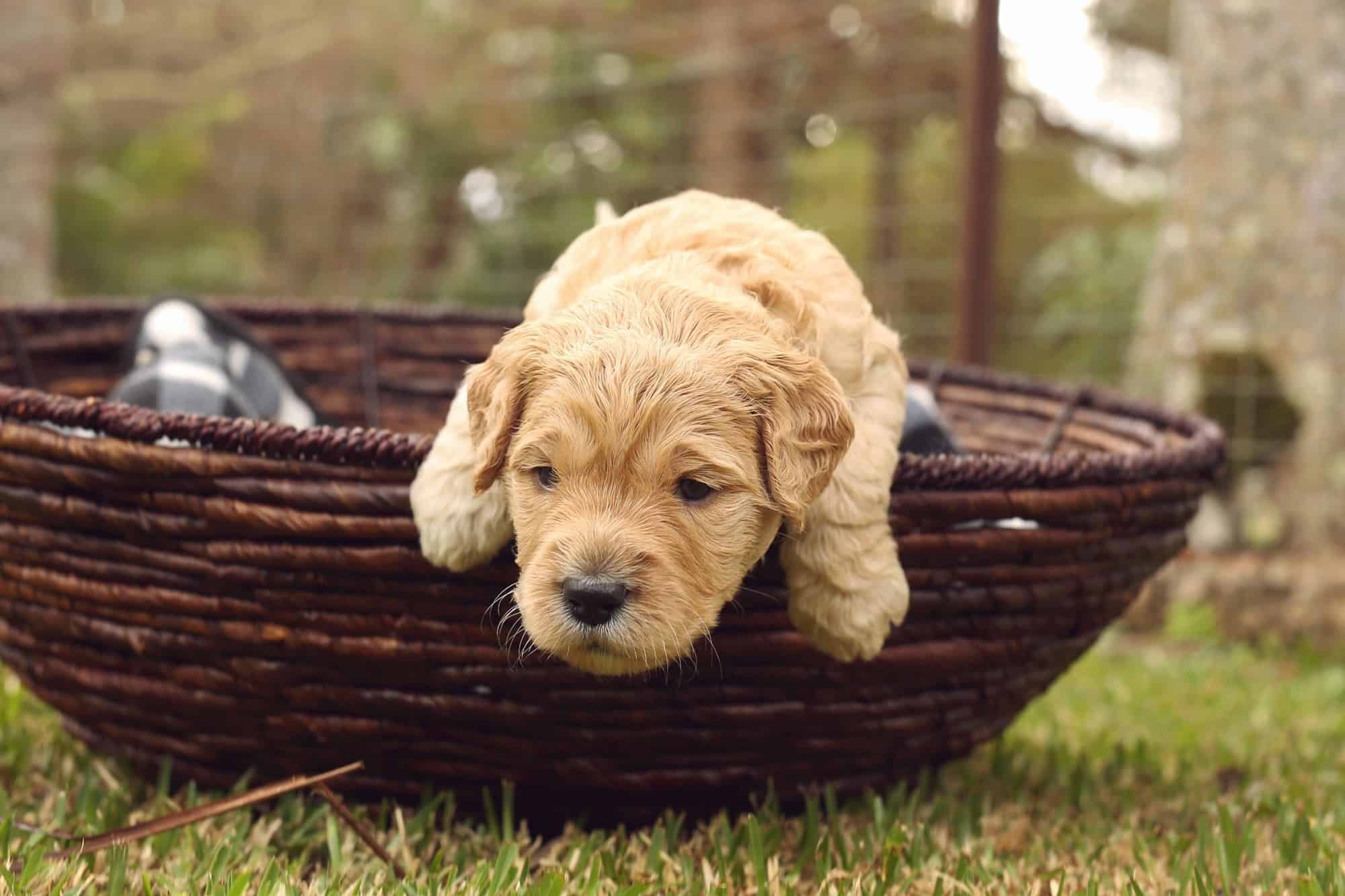 Australian Labradoodle Dog Breed Info, Pictures, Facts & FAQs