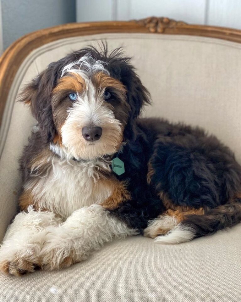 Australian Mountain Doodle Info, Pictures, Facts, FAQs & More