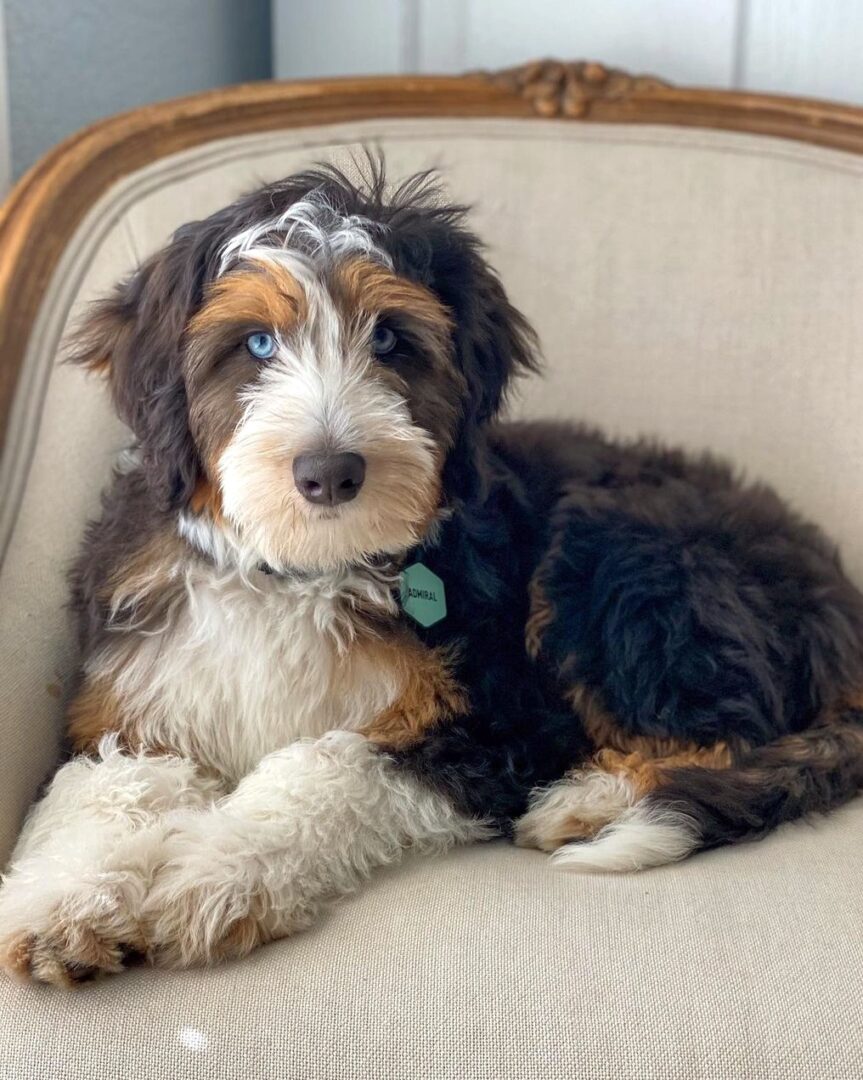 Australian Mountain Doodle Info, Pictures, Facts, FAQs & More