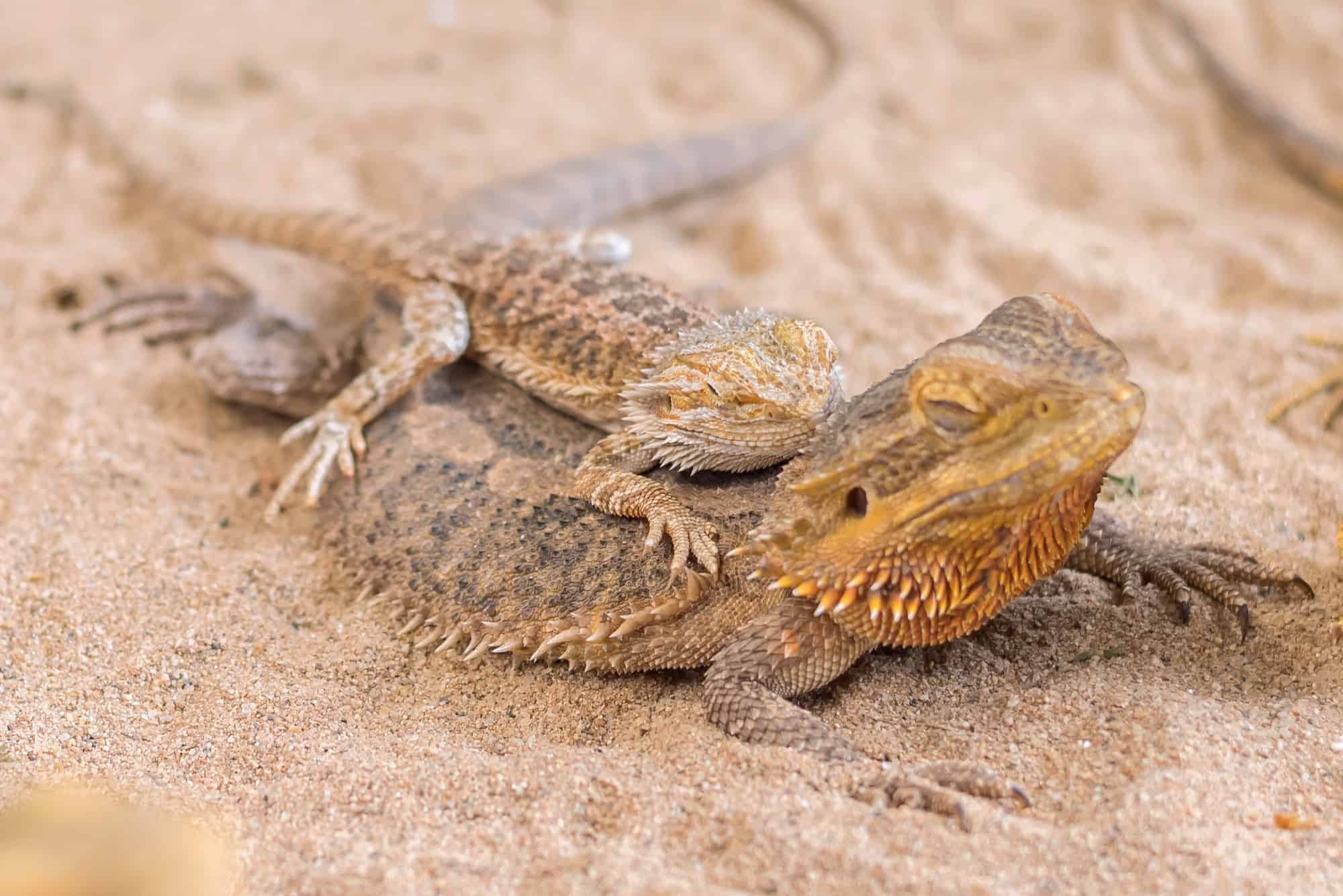 Baby Bearded Dragon Care: The Ultimate Guide (With FAQs)