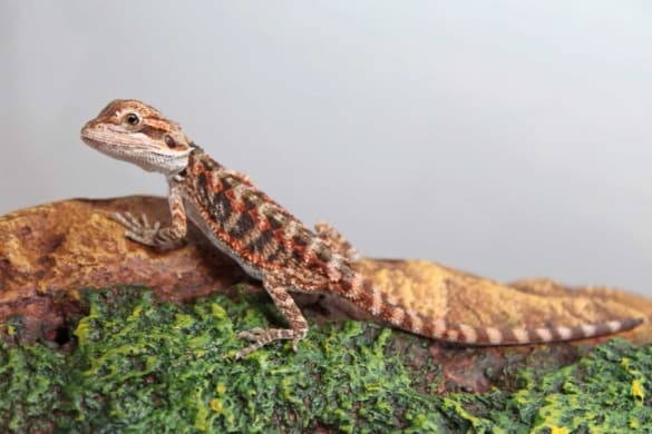 Baby Bearded Dragon Care: The Ultimate Guide (With FAQs)