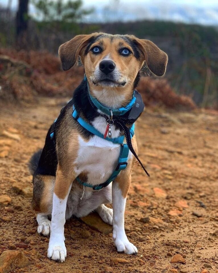 Beaski (Beagle & Husky Mix) Info, Pictures, Facts, FAQs & More
