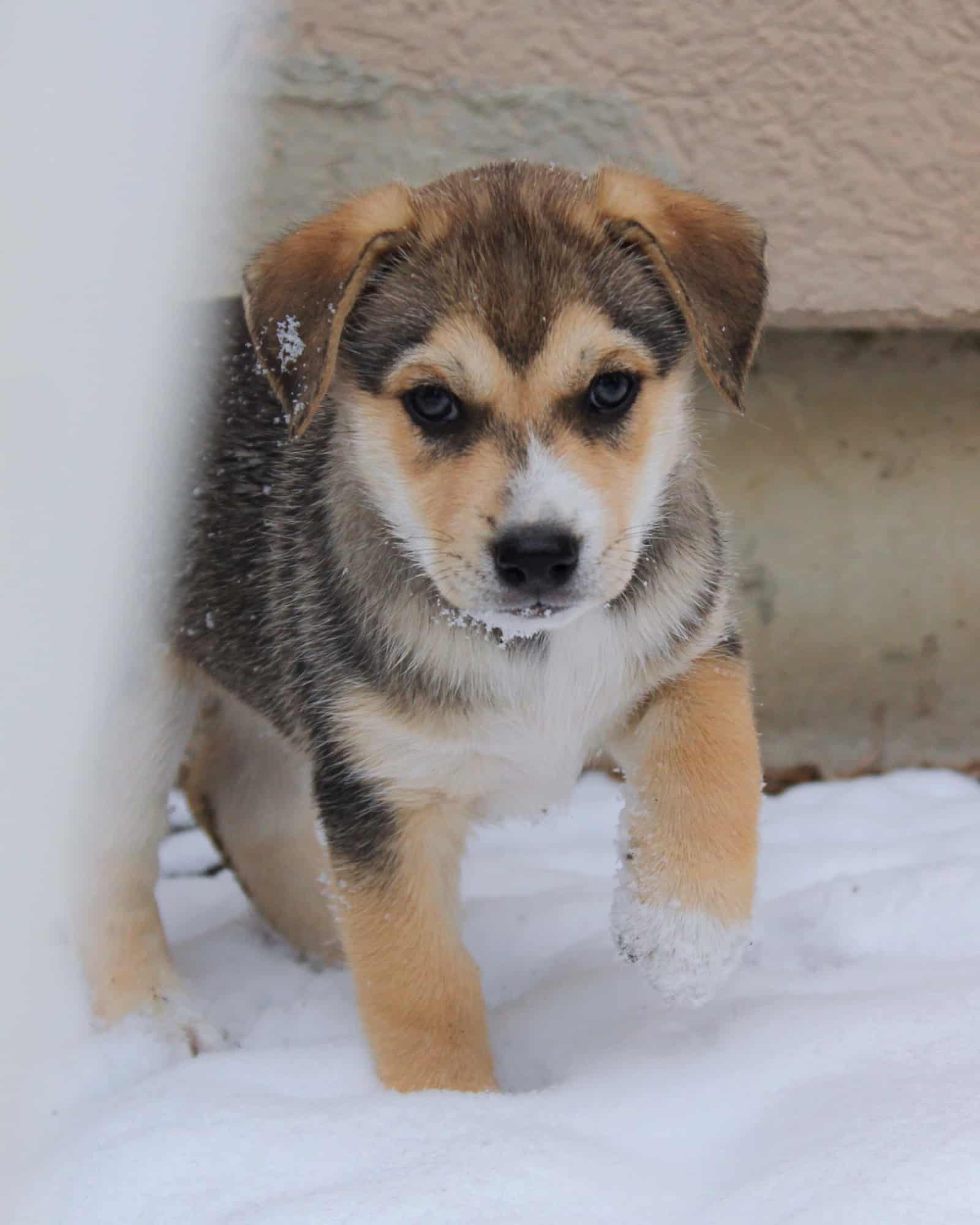 Beaski (Beagle & Husky Mix) Info, Pictures, Facts, FAQs & More