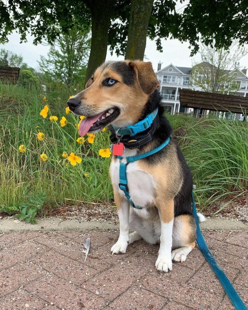 Beaski (Beagle & Husky Mix) Info, Pictures, Facts, FAQs & More
