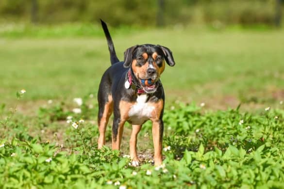 Beagle Pit (Beagle & Pitbull Mix) Info, Pictures, Facts, FAQs & More