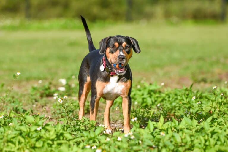 Beagle Pit (Beagle & Pitbull Mix) Info, Pictures, Facts, FAQs & More