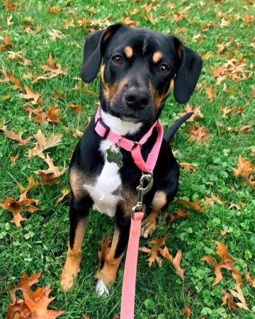 Beagle Pit (Beagle & Pitbull Mix) Info, Pictures, Facts, FAQs & More