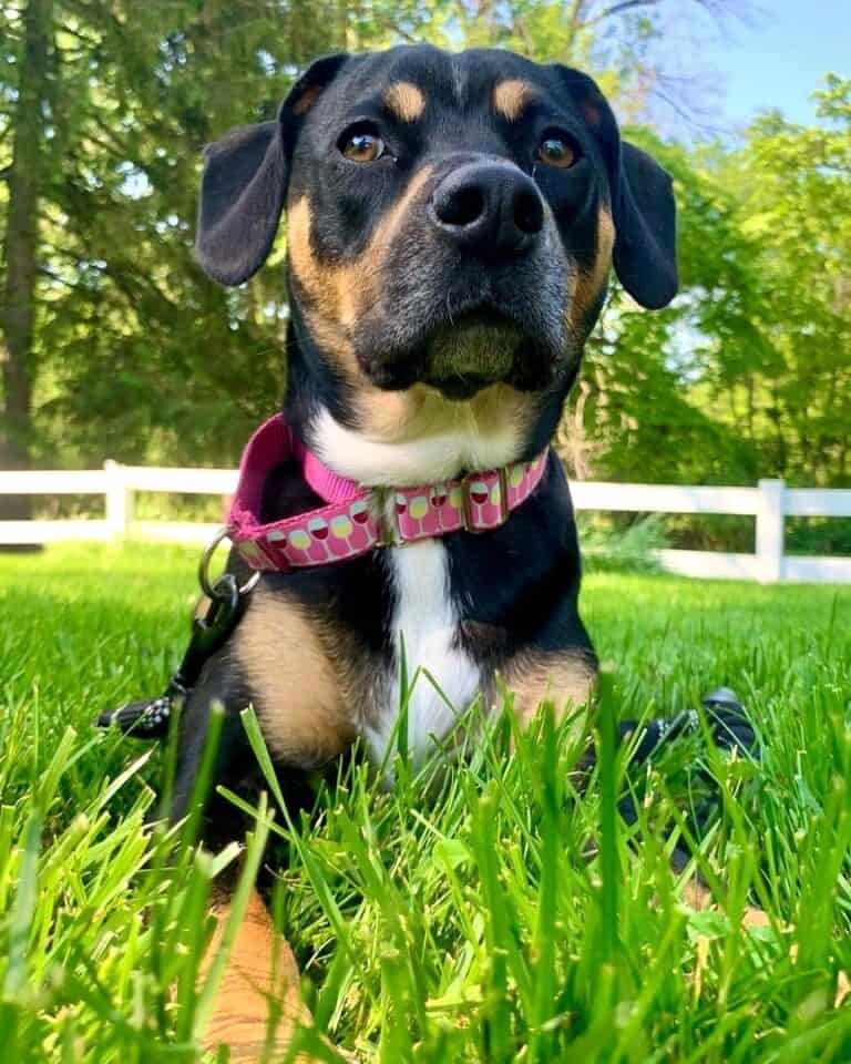 Beagle Pit (Beagle & Pitbull Mix) Info, Pictures, Facts, FAQs & More