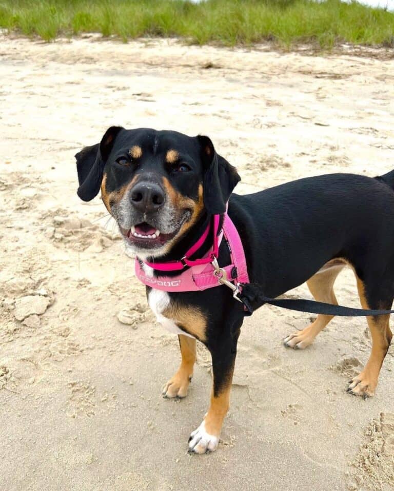 Beagle Pit (Beagle & Pitbull Mix) Info, Pictures, Facts, FAQs & More