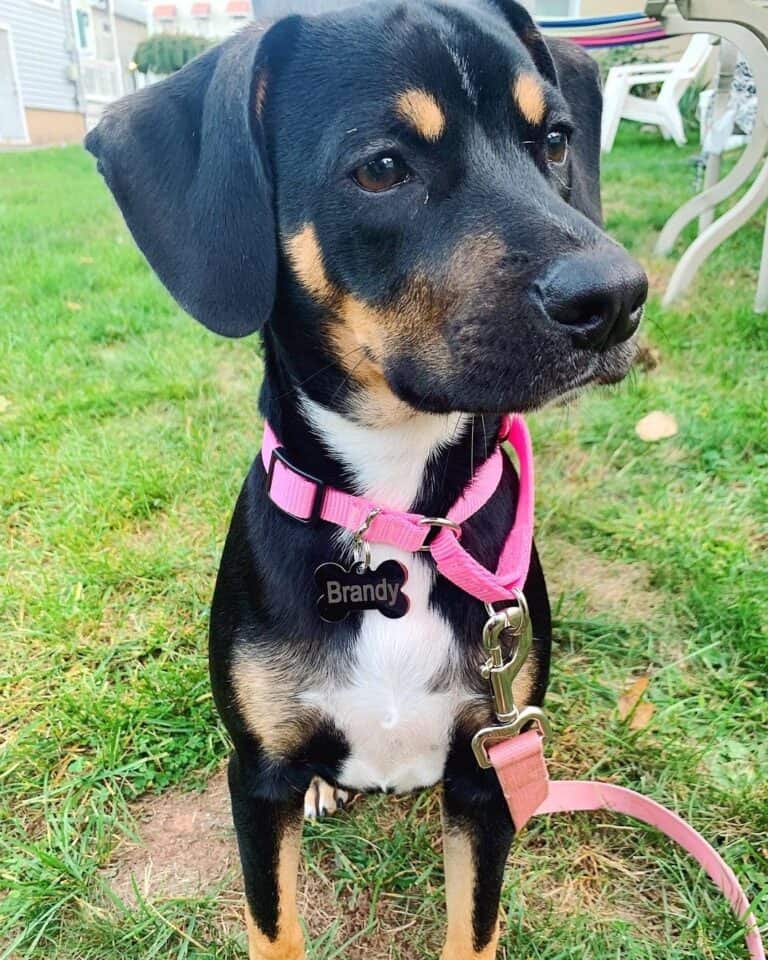 Beagle Pit (Beagle & Pitbull Mix) Info, Pictures, Facts, FAQs & More