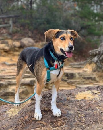 Beaski (Beagle & Husky Mix) Info, Pictures, Facts, FAQs & More