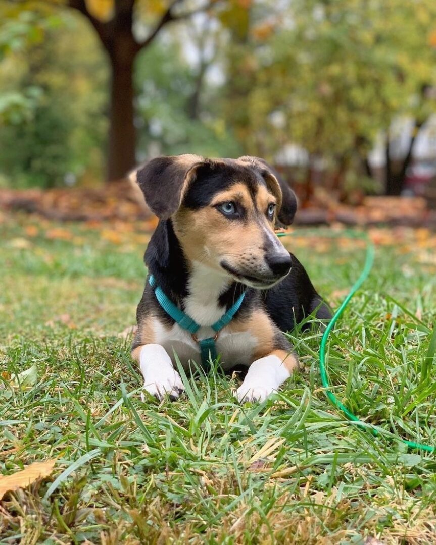 Beaski (Beagle & Husky Mix) Info, Pictures, Facts, FAQs & More