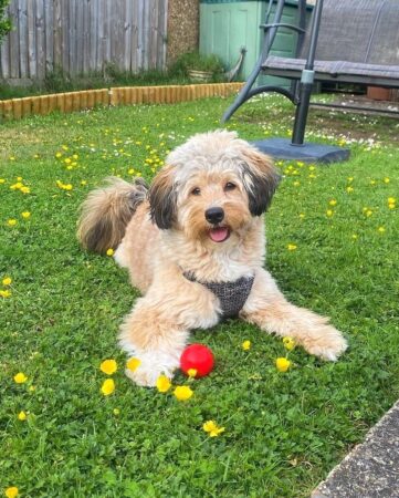 Spitzpoo (Spitz & Poodle Mix) Info, Pictures, Facts, FAQs & More