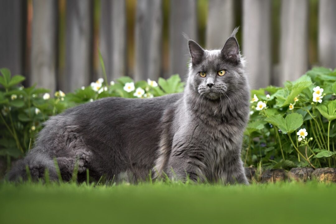 Grey Maine Coon: Facts, Patterns & Traits (With Pictures)