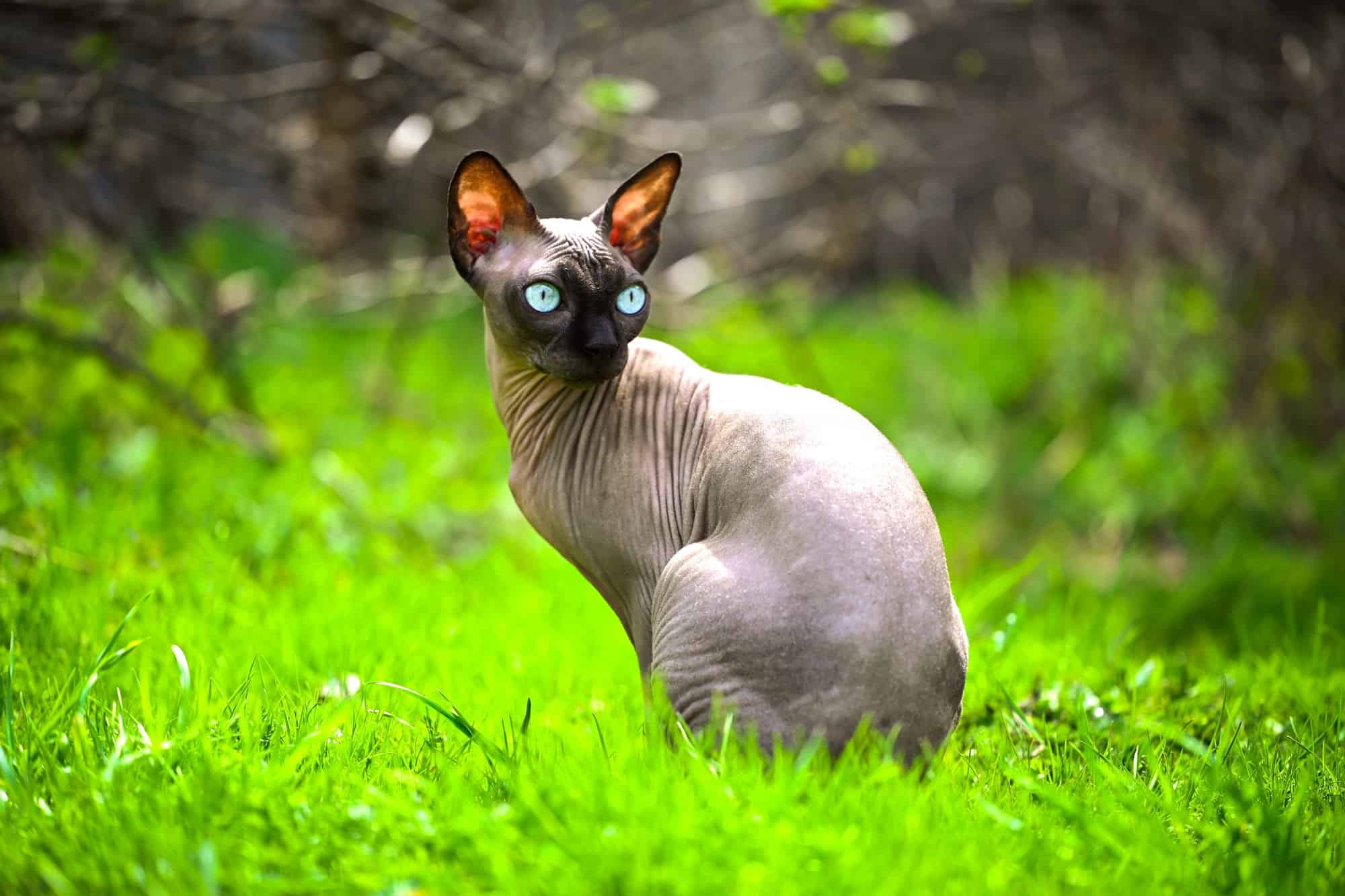 Grey Sphynx Cat: Facts, Genetics & FAQs (With Pictures)