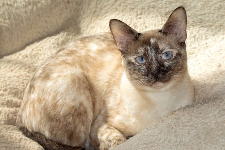 Tortie Point Siamese Cat: Info, Facts, Traits, Pictures & FAQs
