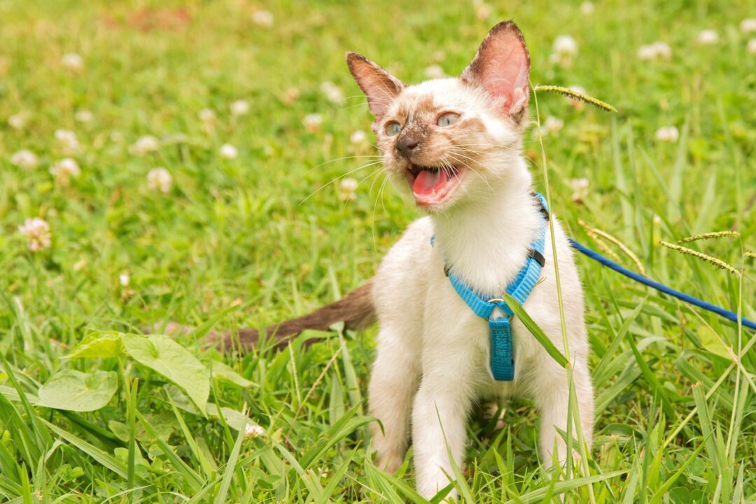 Tortie Point Siamese Cat: Info, Facts, Traits, Pictures & FAQs