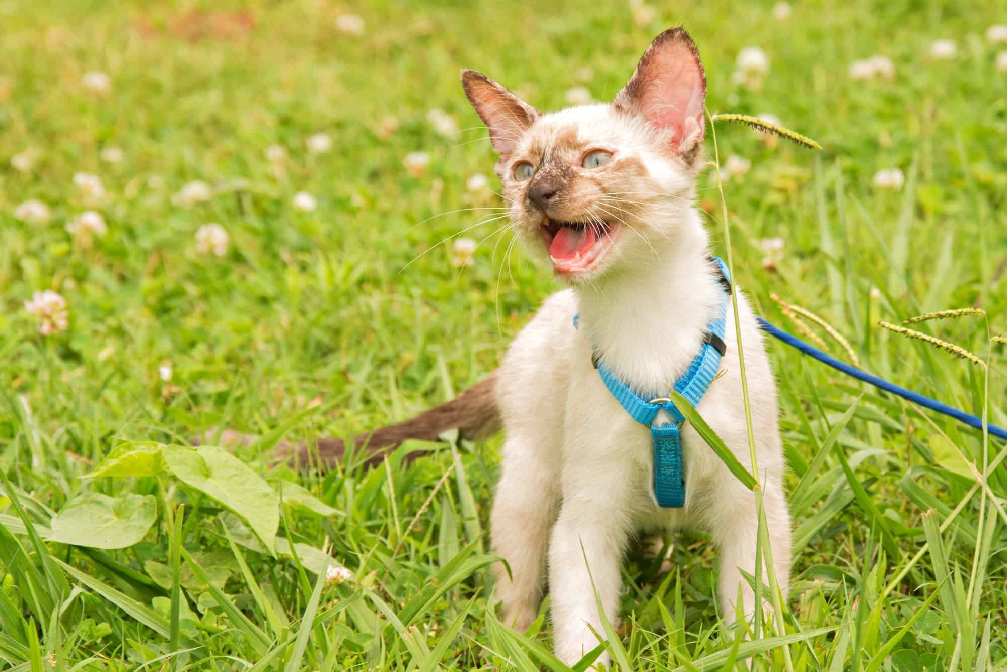 Tortie Point Siamese Cat: Info, Facts, Traits, Pictures & FAQs