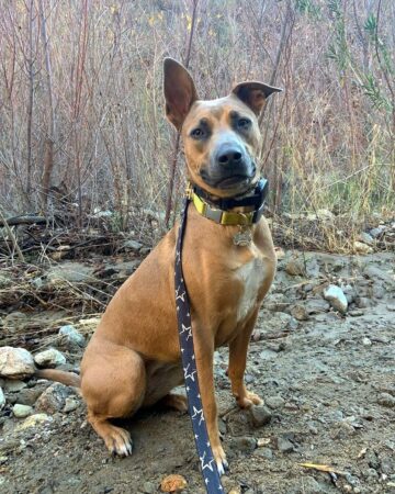 Belgian Malinois Pitbull Mix: Info, Pictures, Facts, FAQs & More